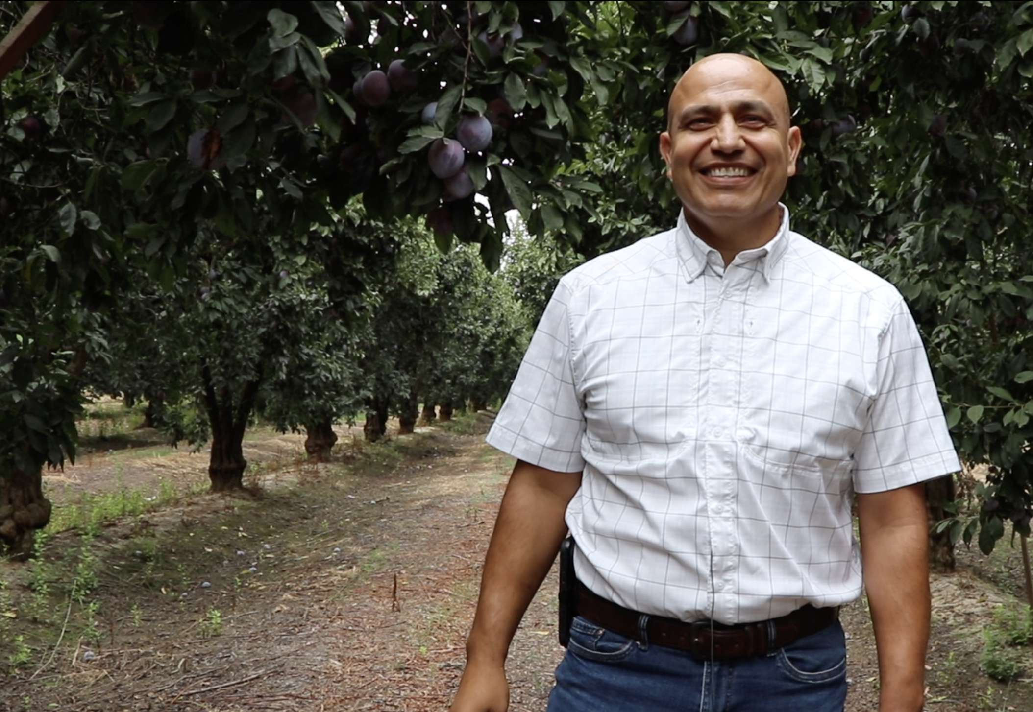Venida Packing Co: Plums, Persimmons, Kiwifruit, & Kindness ...