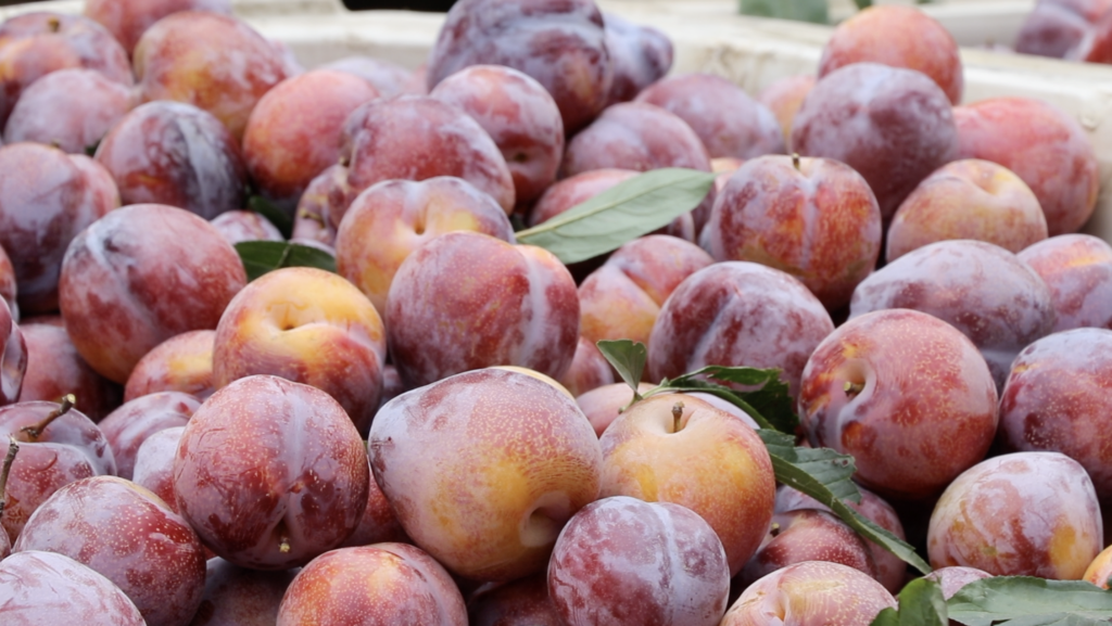 Venida Packing Co: Plums, Persimmons, Kiwifruit, & Kindness ...